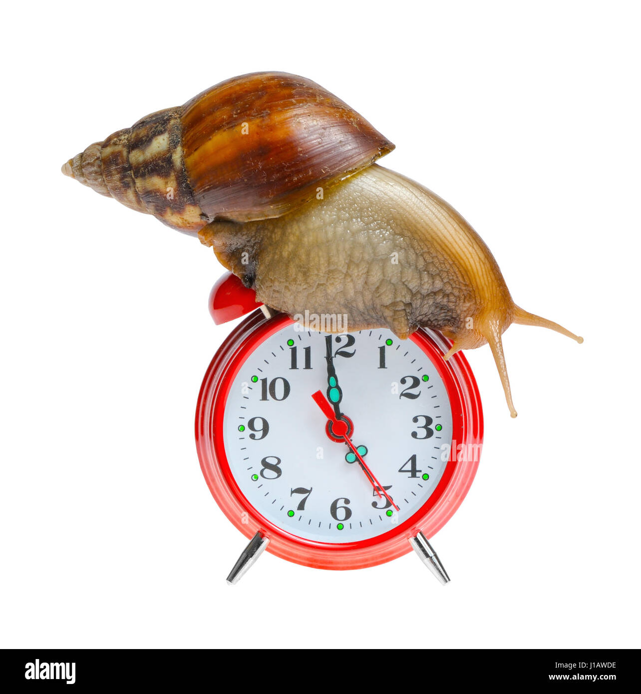 Snail on clock isolated n white background Stock Photo - Alamy