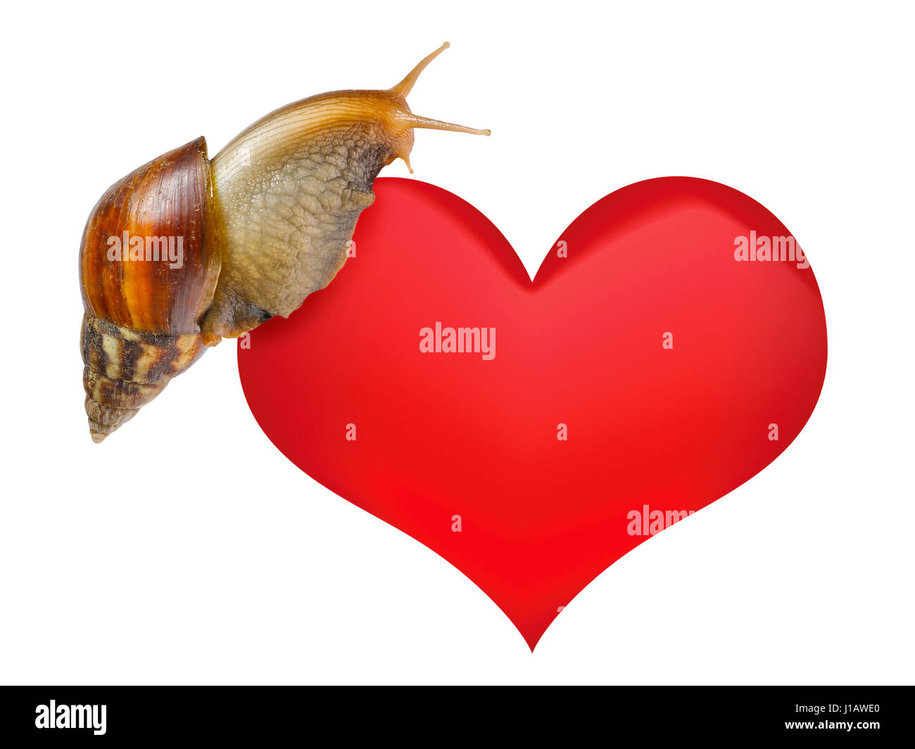 Snail on heart isolated white background Stock Photo - Alamy