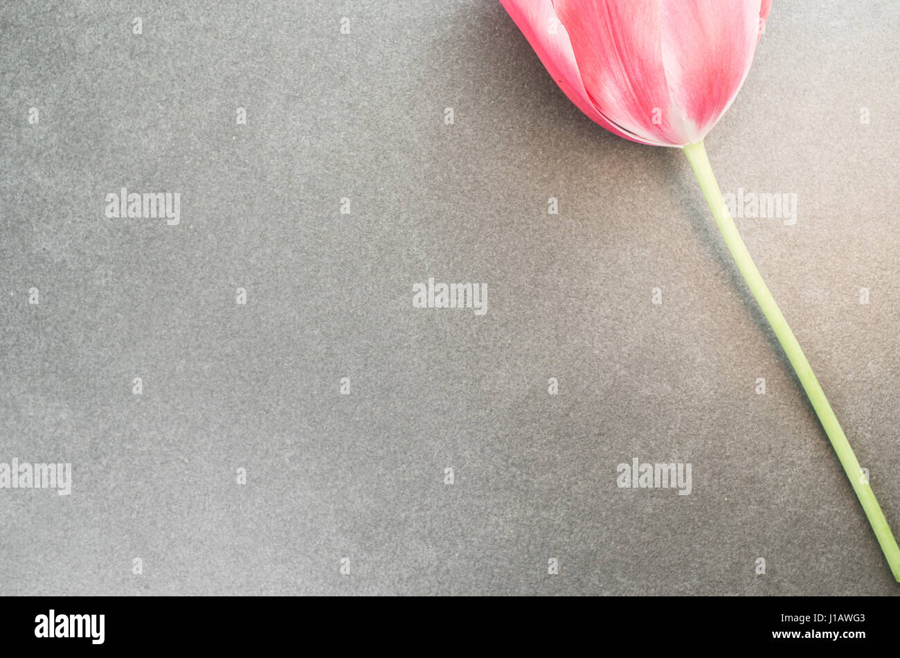 red tulip floral backdrop - top view Stock Photo - Alamy