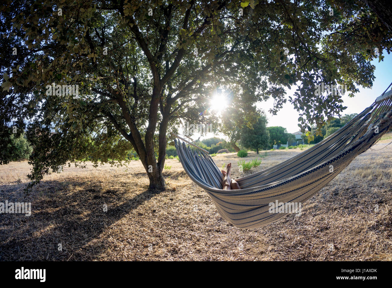 A person is relaxing in a hammock between two trees Stock Photo - Alamy
