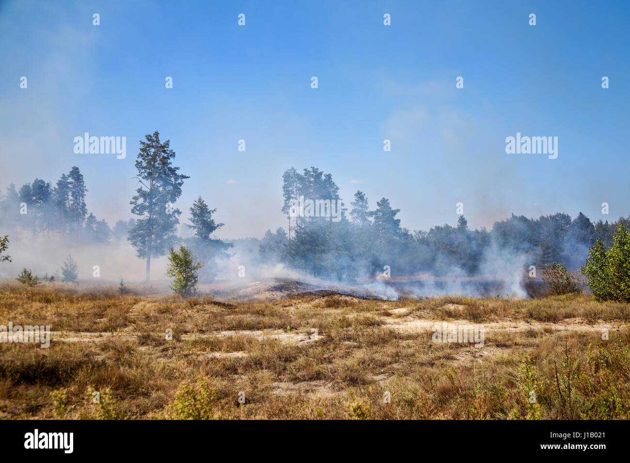 Forest fire due to prolonged drought in summer, Donbass, Ukraine Stock ...