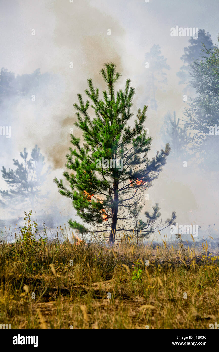 Forest fire due to prolonged drought in summer, Donbass, Ukraine Stock ...