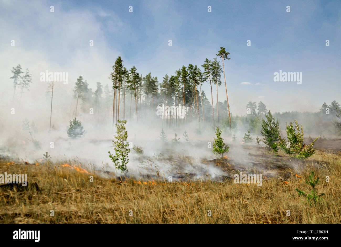Forest fire due to prolonged drought in summer, Donbass, Ukraine Stock ...