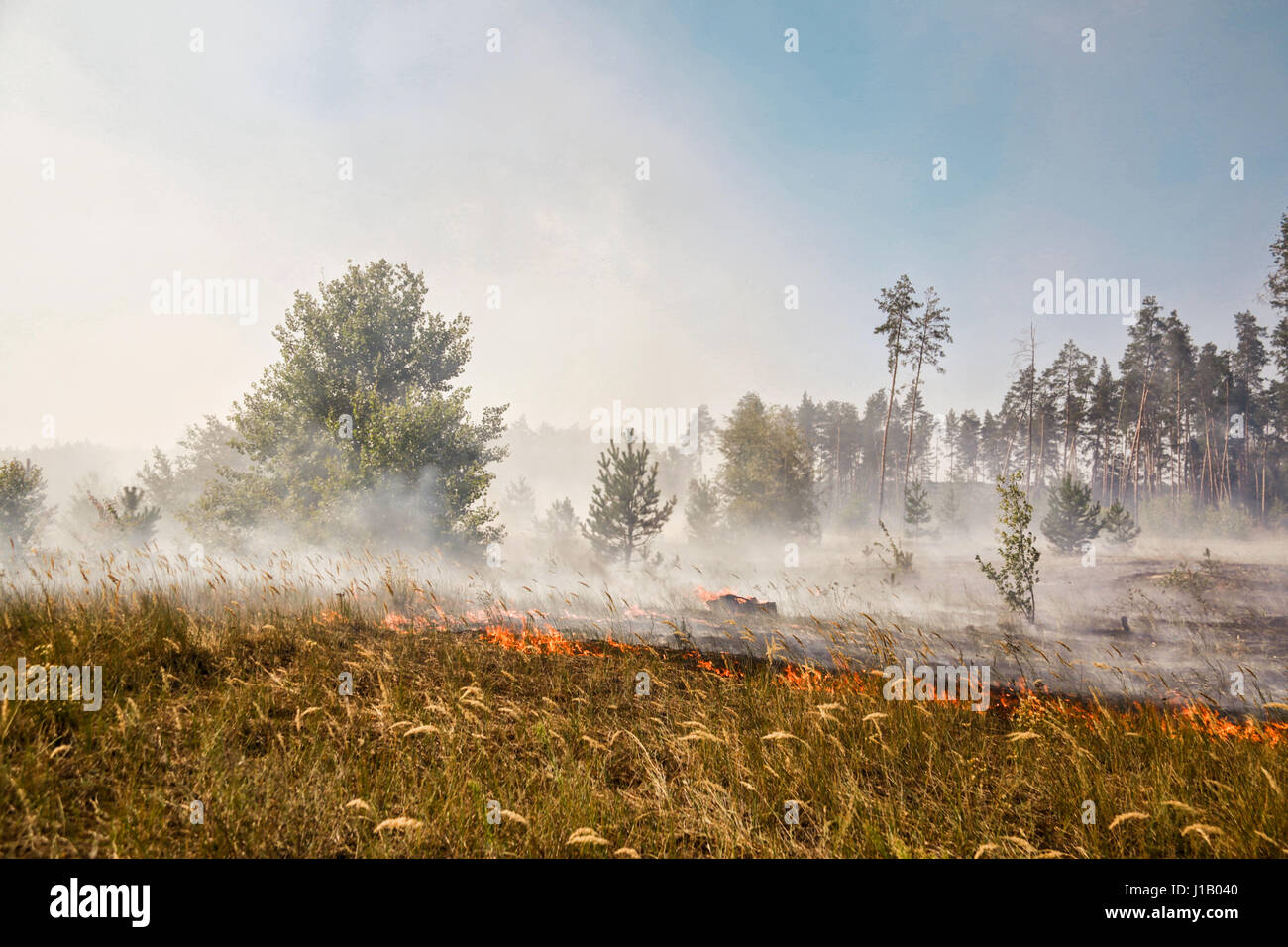 Forest fire due to prolonged drought in summer, Donbass, Ukraine Stock ...
