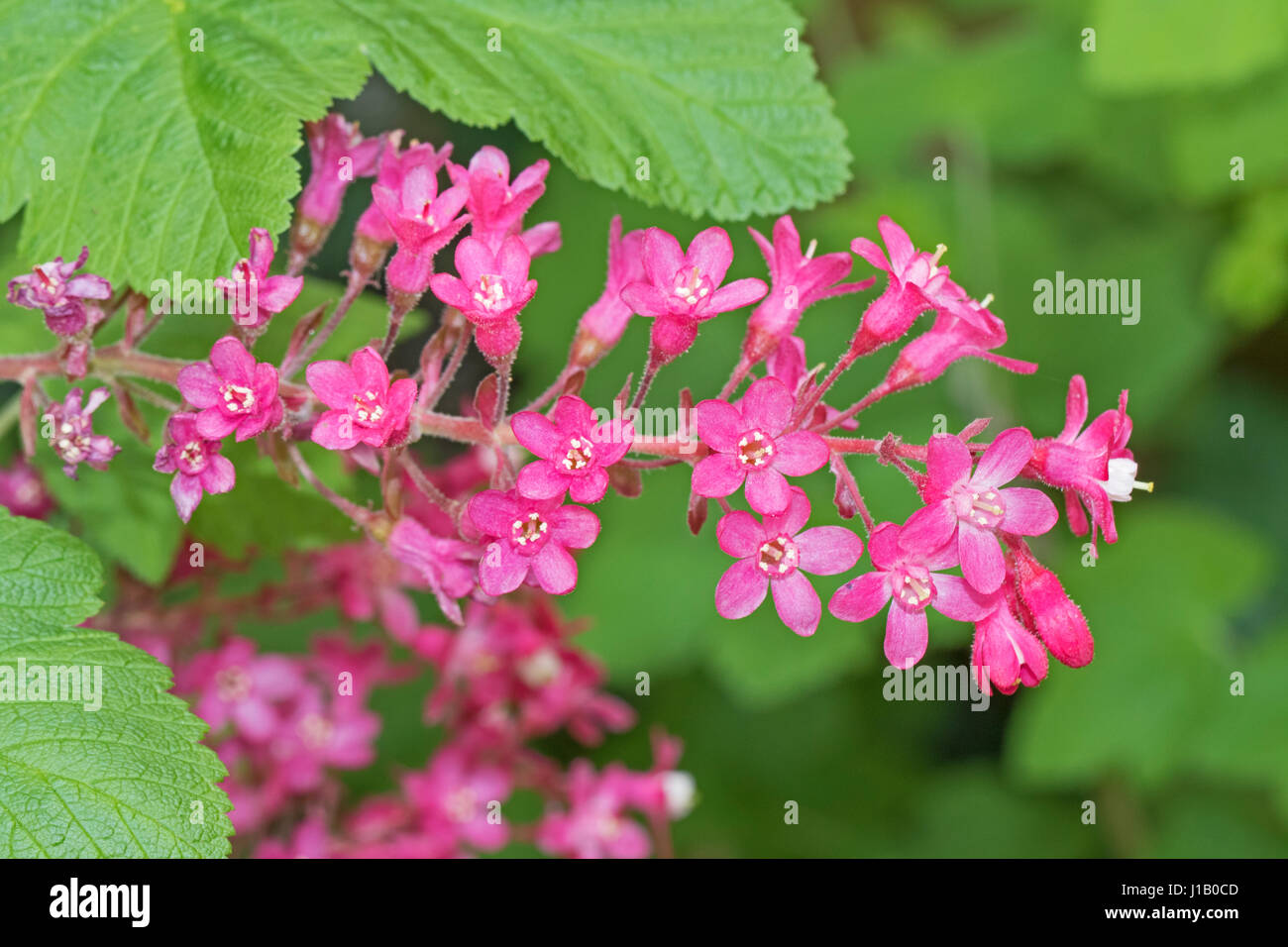 Flowering Currant (Ribes sanguineum Stock Photo - Alamy