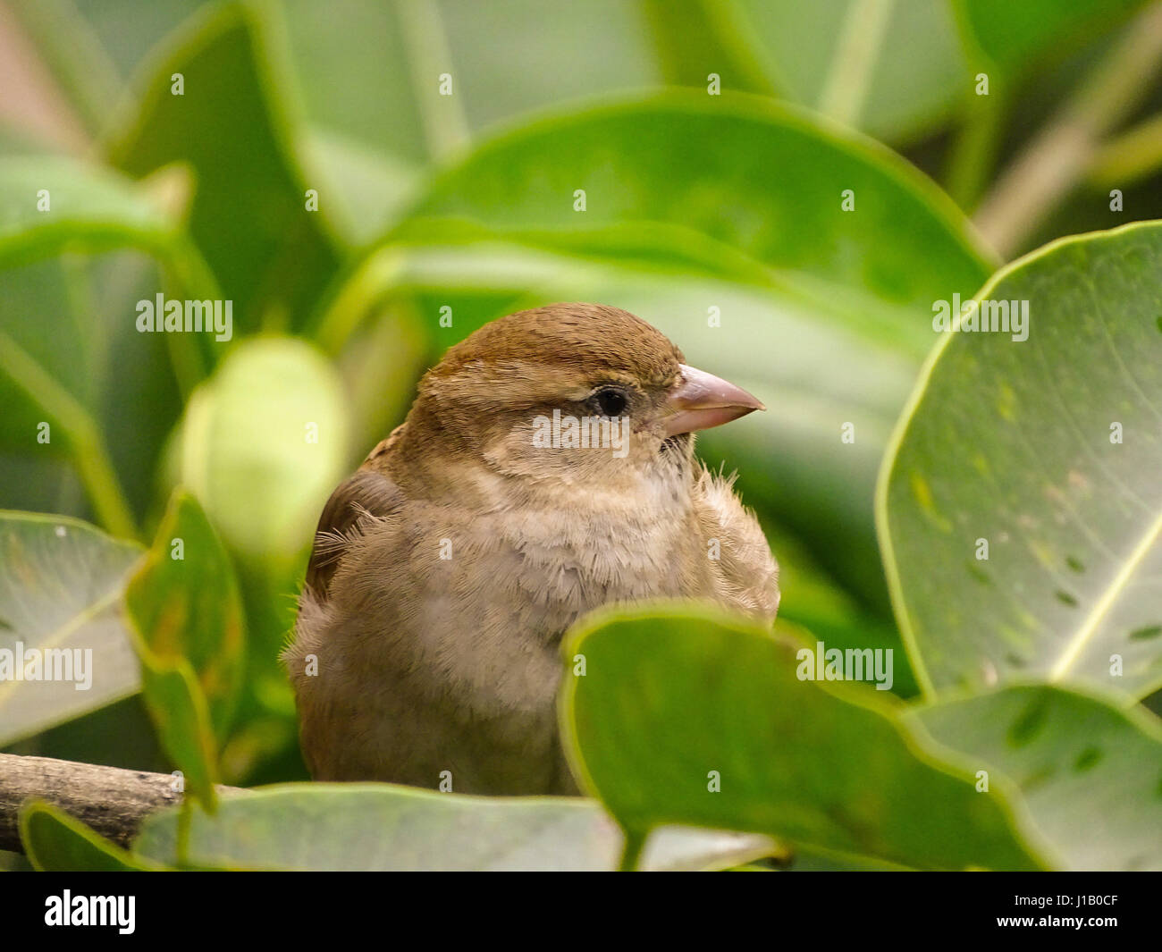 Jack Sparrow High Resolution Stock Photography and Images - Alamy