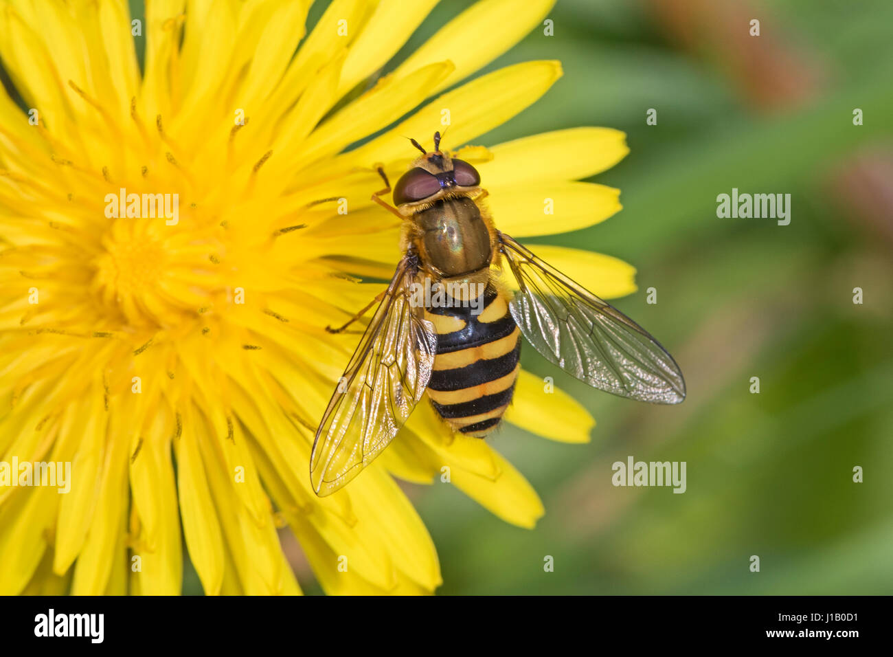 Black and yellow striped hoverfly hi-res stock photography and images ...