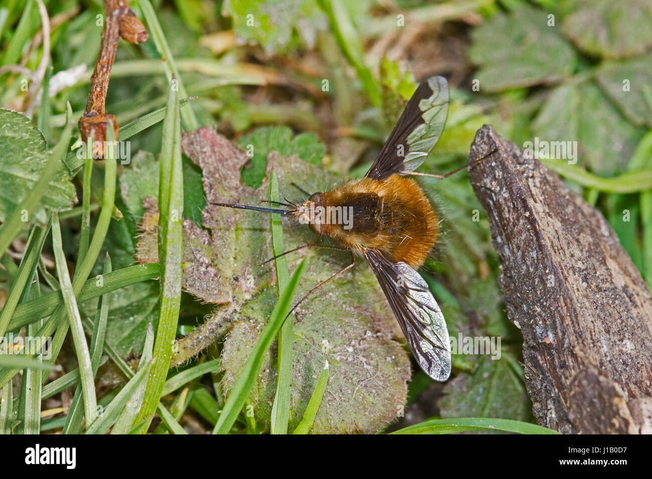 Dark edged bee fly hi-res stock photography and images - Alamy