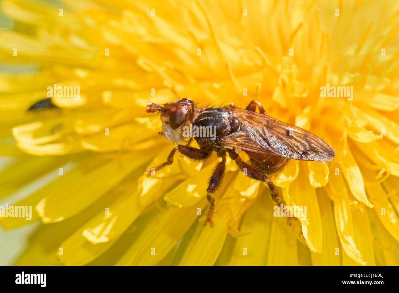 Conopid Fly (Myopa pellucida) on dandelion Stock Photo - Alamy