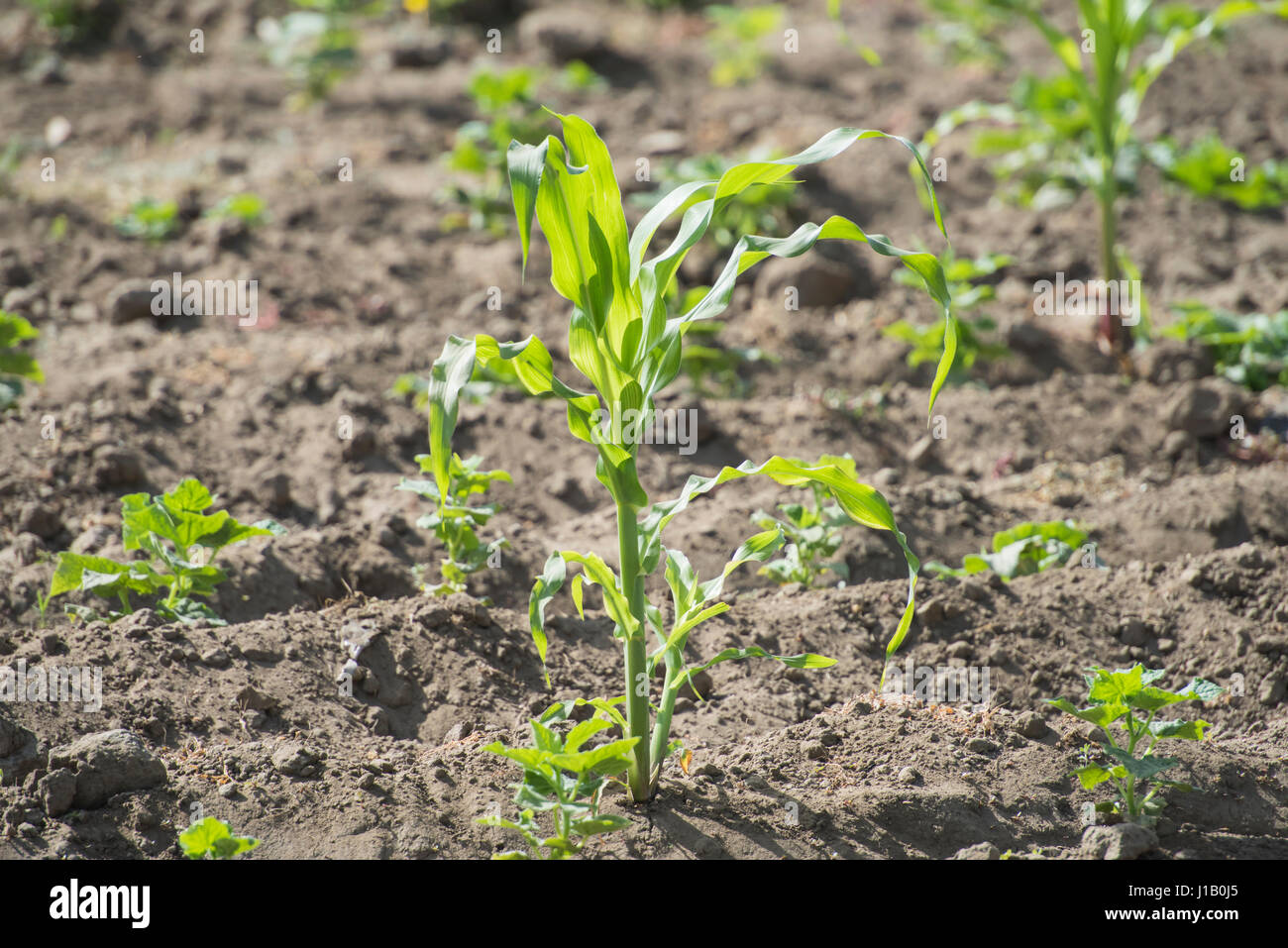 Seedling plot hi-res stock photography and images - Alamy