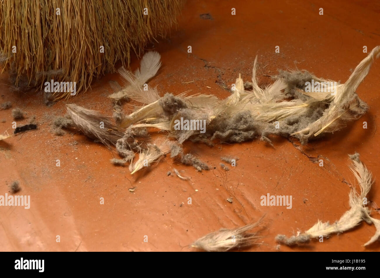 Dust after cleaning house hi-res stock photography and images - Alamy
