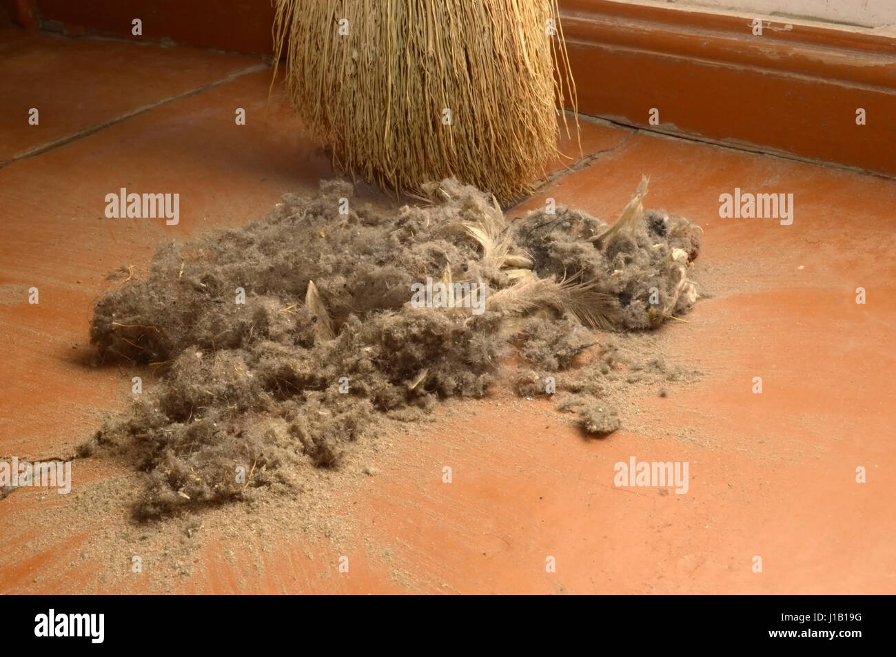 Dust and debris after cleaning the house Stock Photo - Alamy