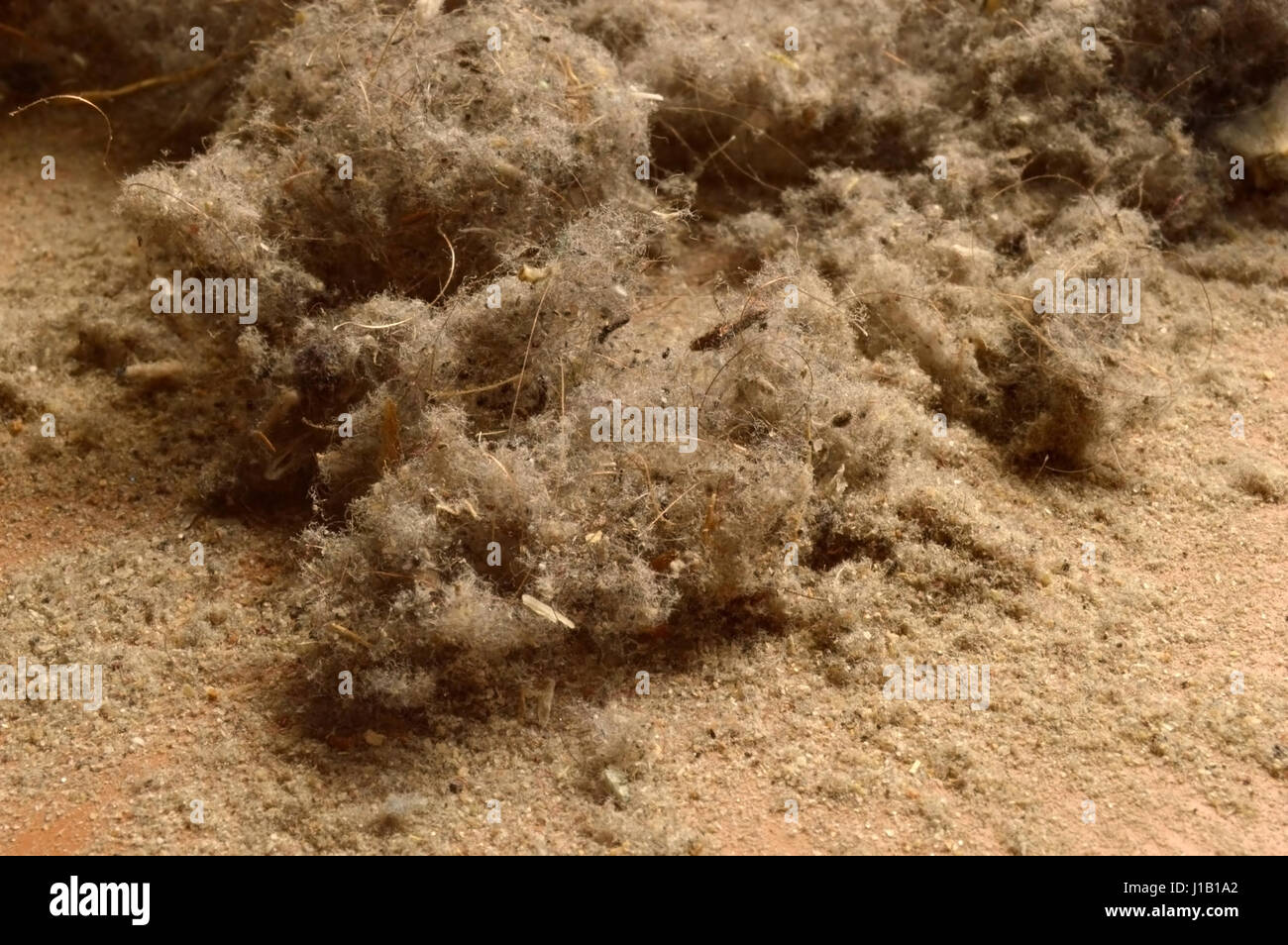 Dust after cleaning the house. Close-up Stock Photo - Alamy