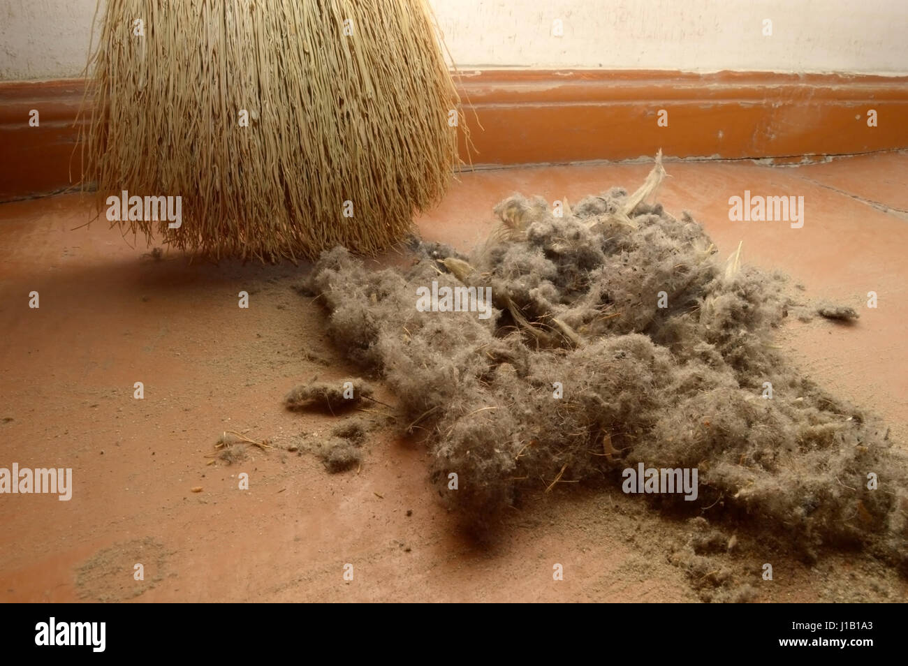 Dust and debris after cleaning the house Stock Photo - Alamy
