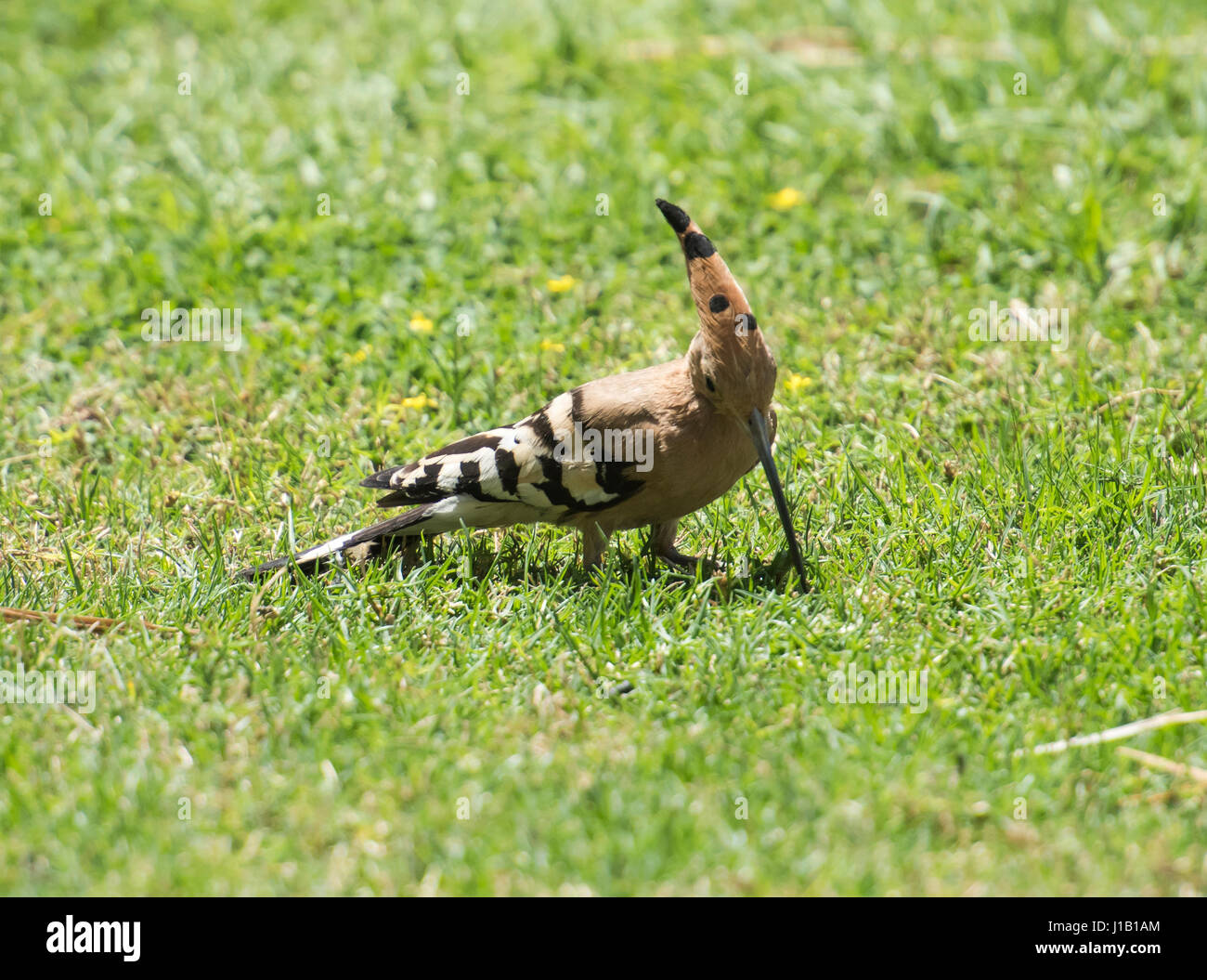 Hoopoe bird hi-res stock photography and images - Alamy