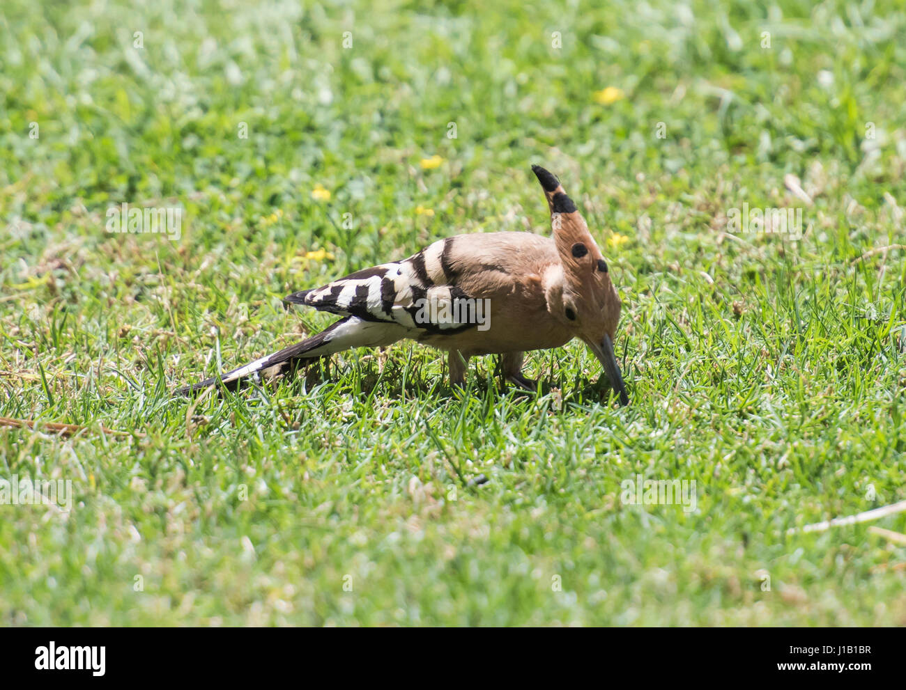 Hoopoe bird hi-res stock photography and images - Alamy