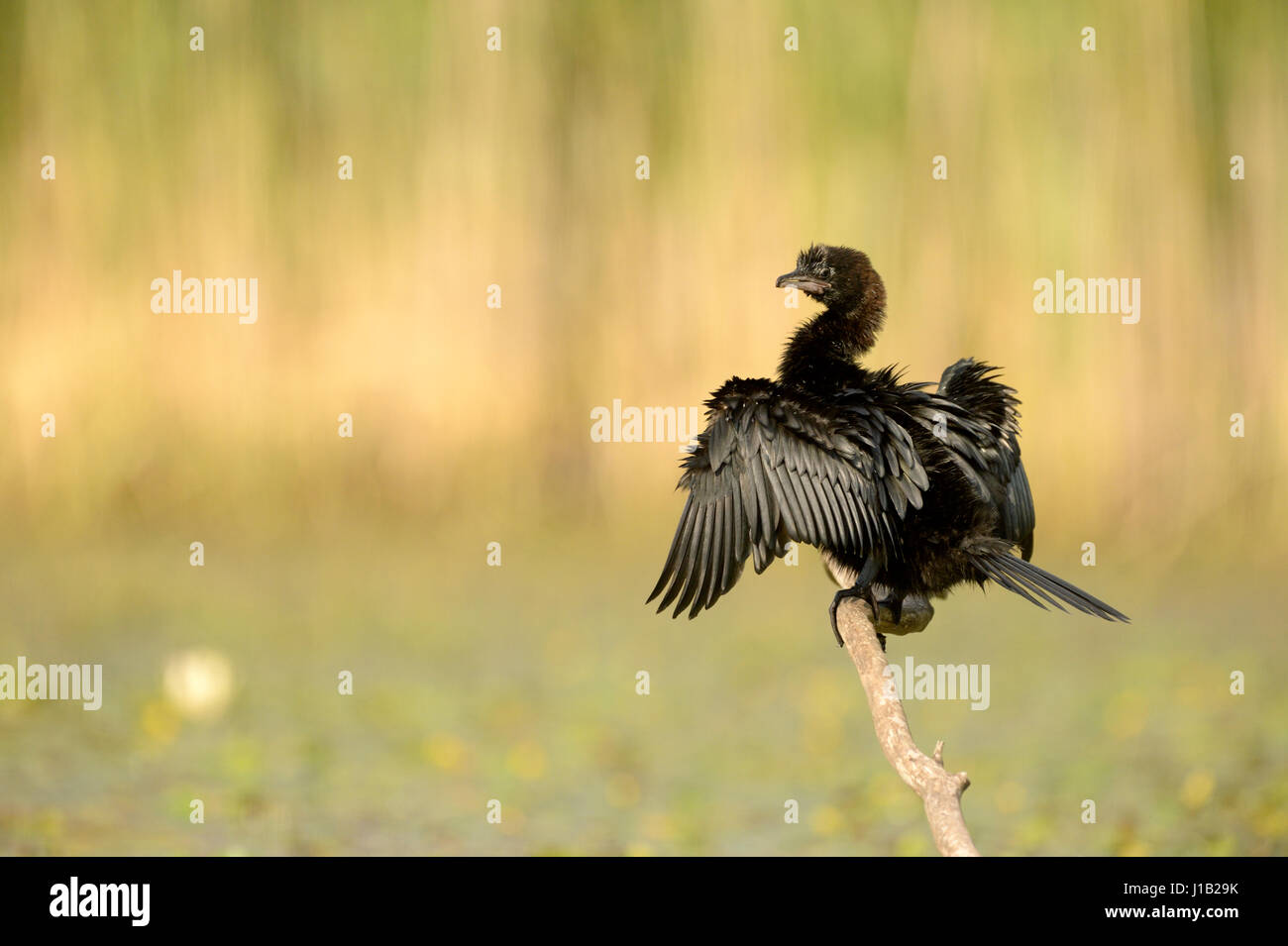 Pygmy Cormorant (Microcarbo pygmaeus) drying its wings on a tree branch ...