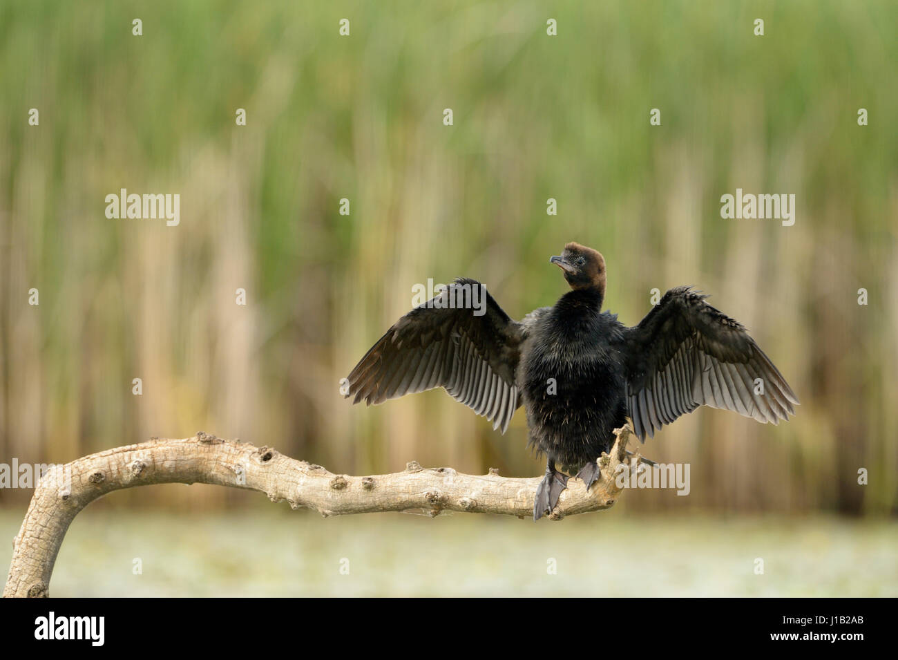 Pygmy Cormorant (Microcarbo pygmaeus) drying its wings on a tree branch ...