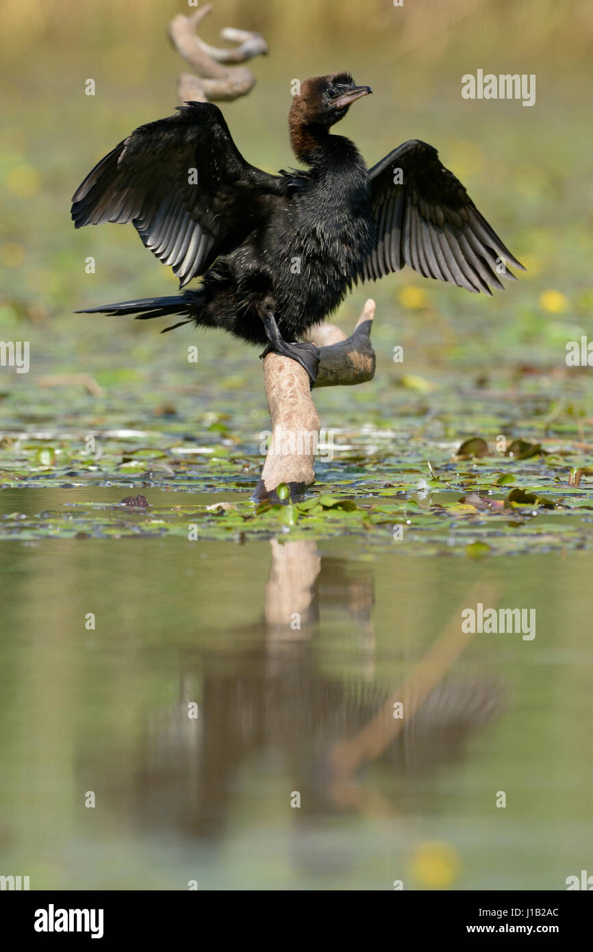 Pygmy Cormorant (Microcarbo pygmaeus) drying its wings on a tree branch ...