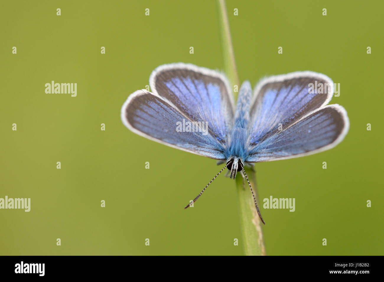 Mazarine Blue (Cyaniris semiargus) male butterfly on a halm, Hungary ...
