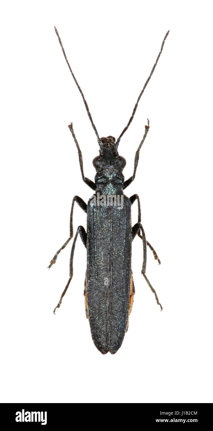 Swollen-Thighed Beetle on white Background - Oedemera sp Stock Photo ...
