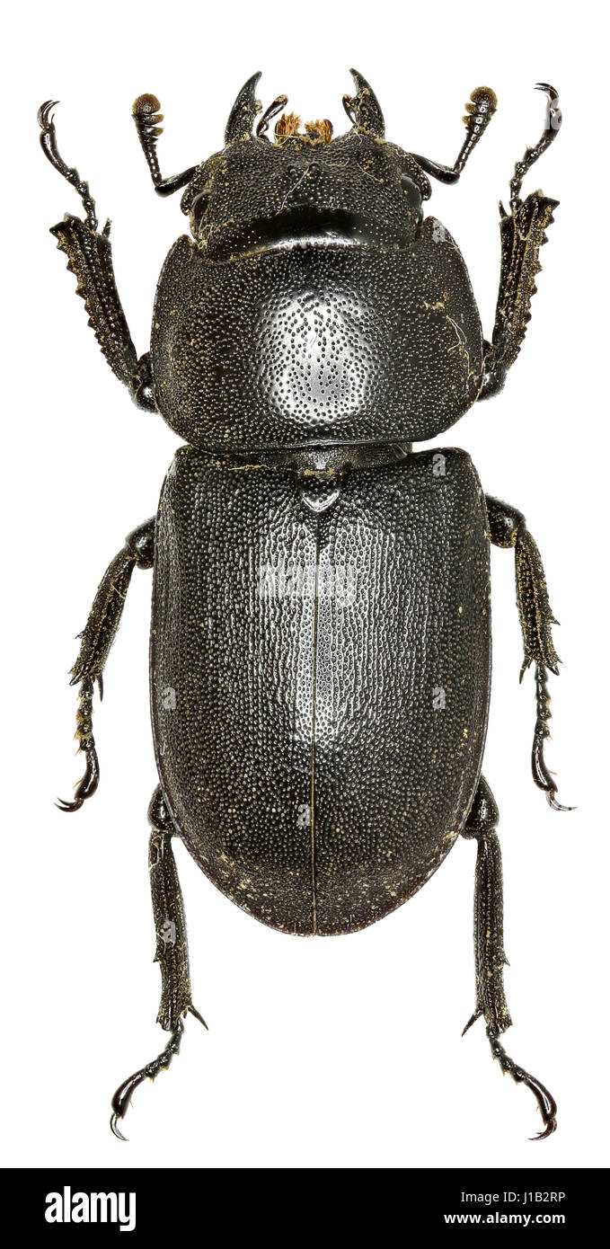 Lesser Stag Beetle on white Background - Dorcus parallelipipedus ...