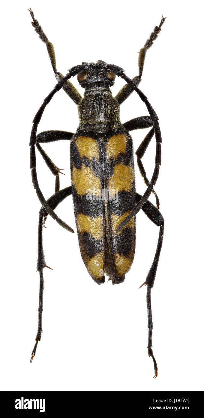 Four Banded Longhorn Beetle on white Background - Leptura ...