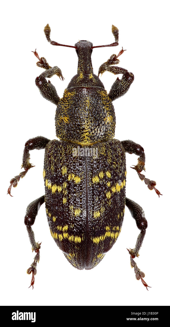 White pine weevils hi-res stock photography and images - Alamy
