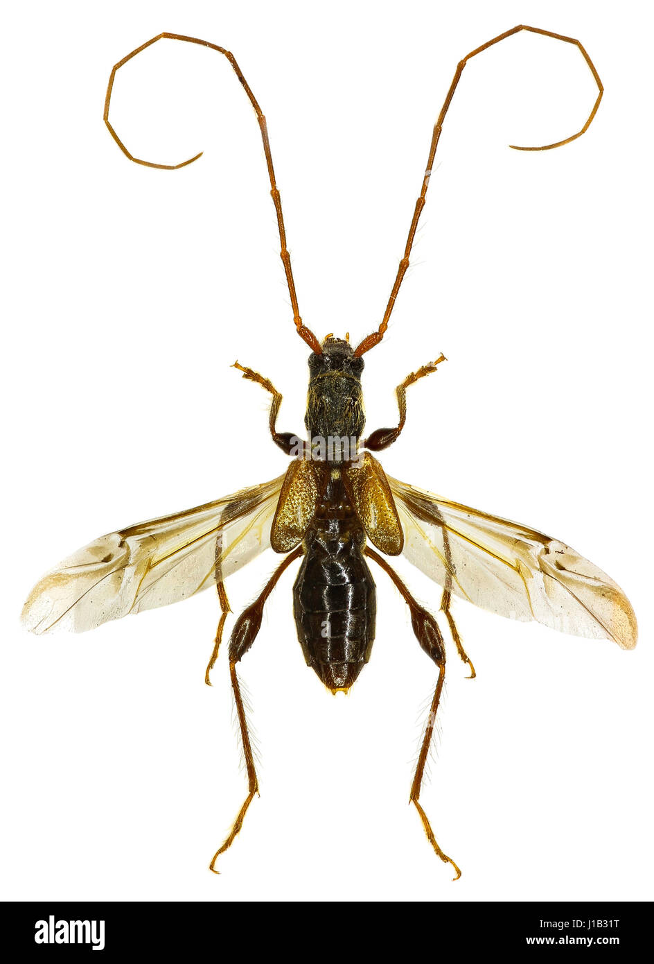 Longhorn Beetle Molorchus on white Background - Molorchus minor ...
