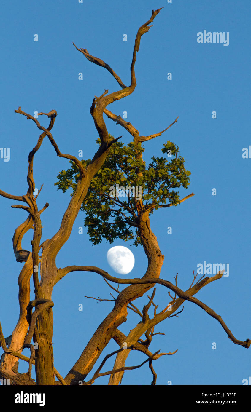 Moon and tree branches hi-res stock photography and images - Alamy