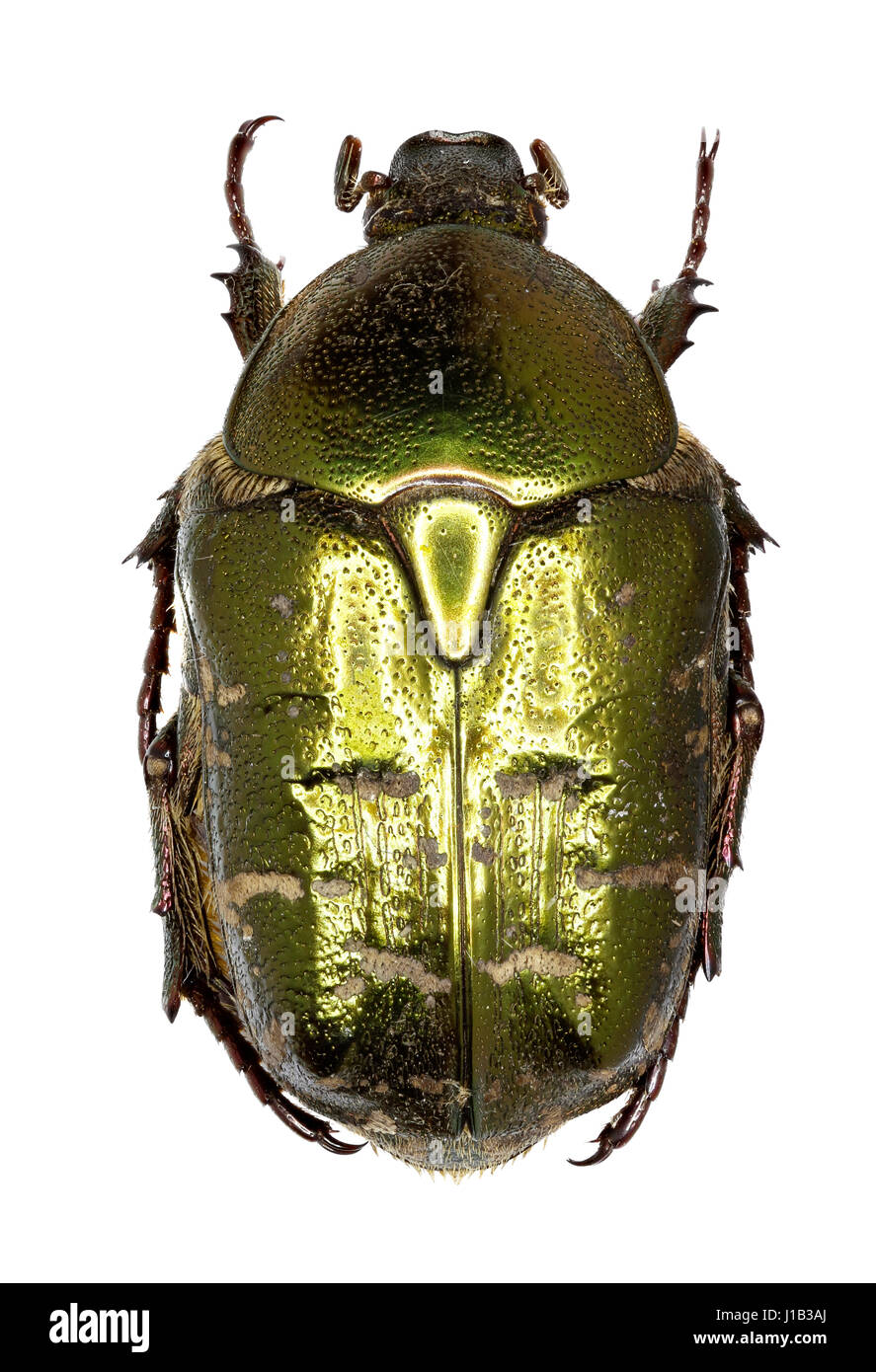 Chafer Beetle Protaetia on white Background - Protaetia metallica ...
