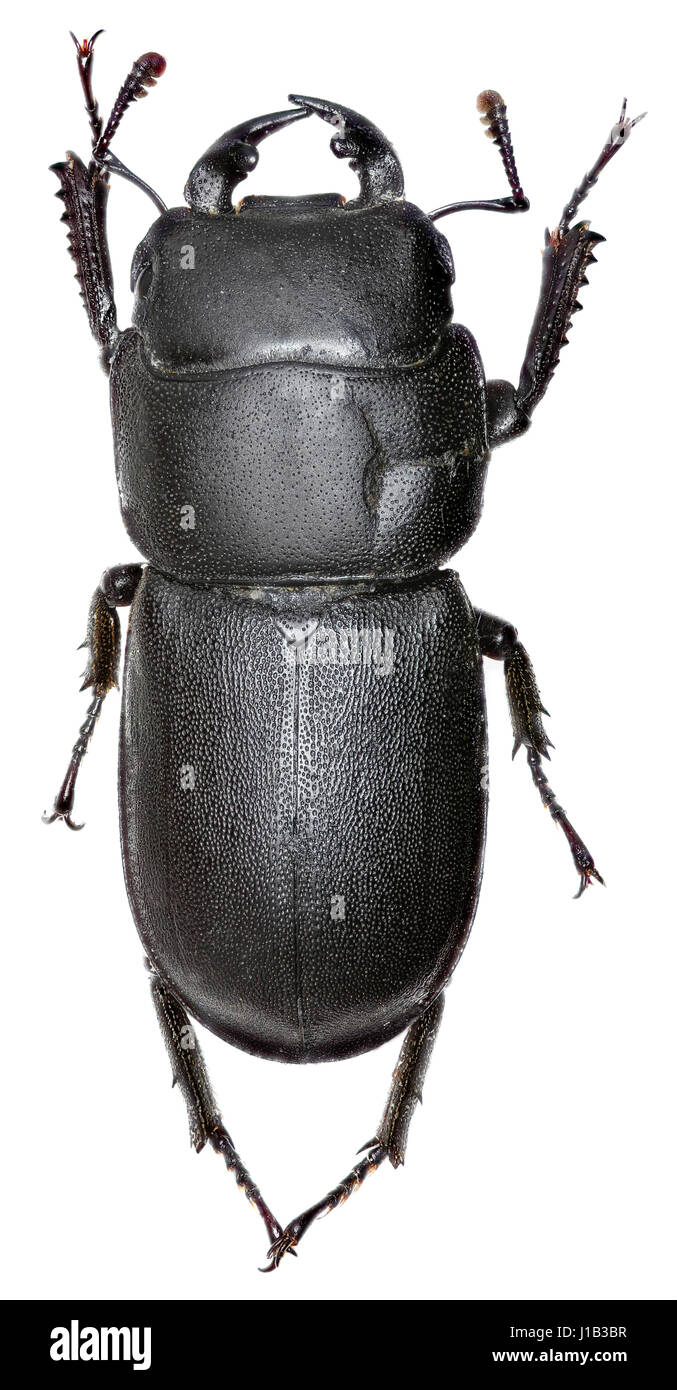Lesser Stag Beetle on white Background - Dorcus parallelipipedus ...
