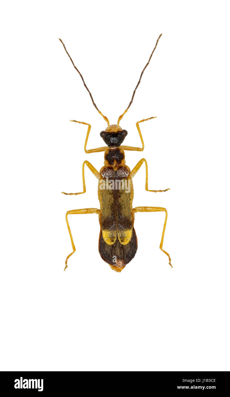 Soldier Beetle Malthinus on white Background - Malthinus biguttatus ...