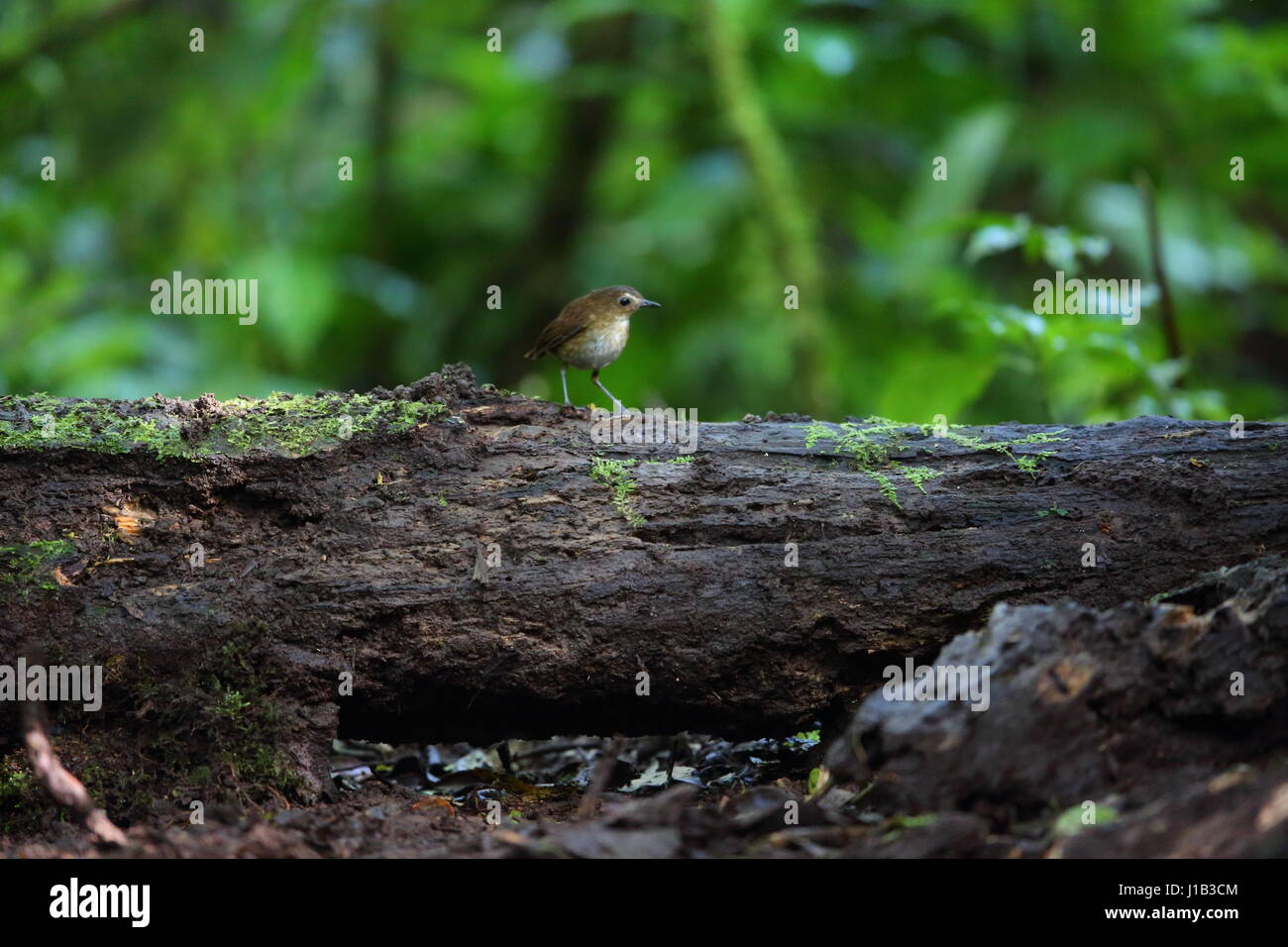 Lesser Shortwing (Brachypteryx leucophris) in Sumatra, Indonesia Stock ...