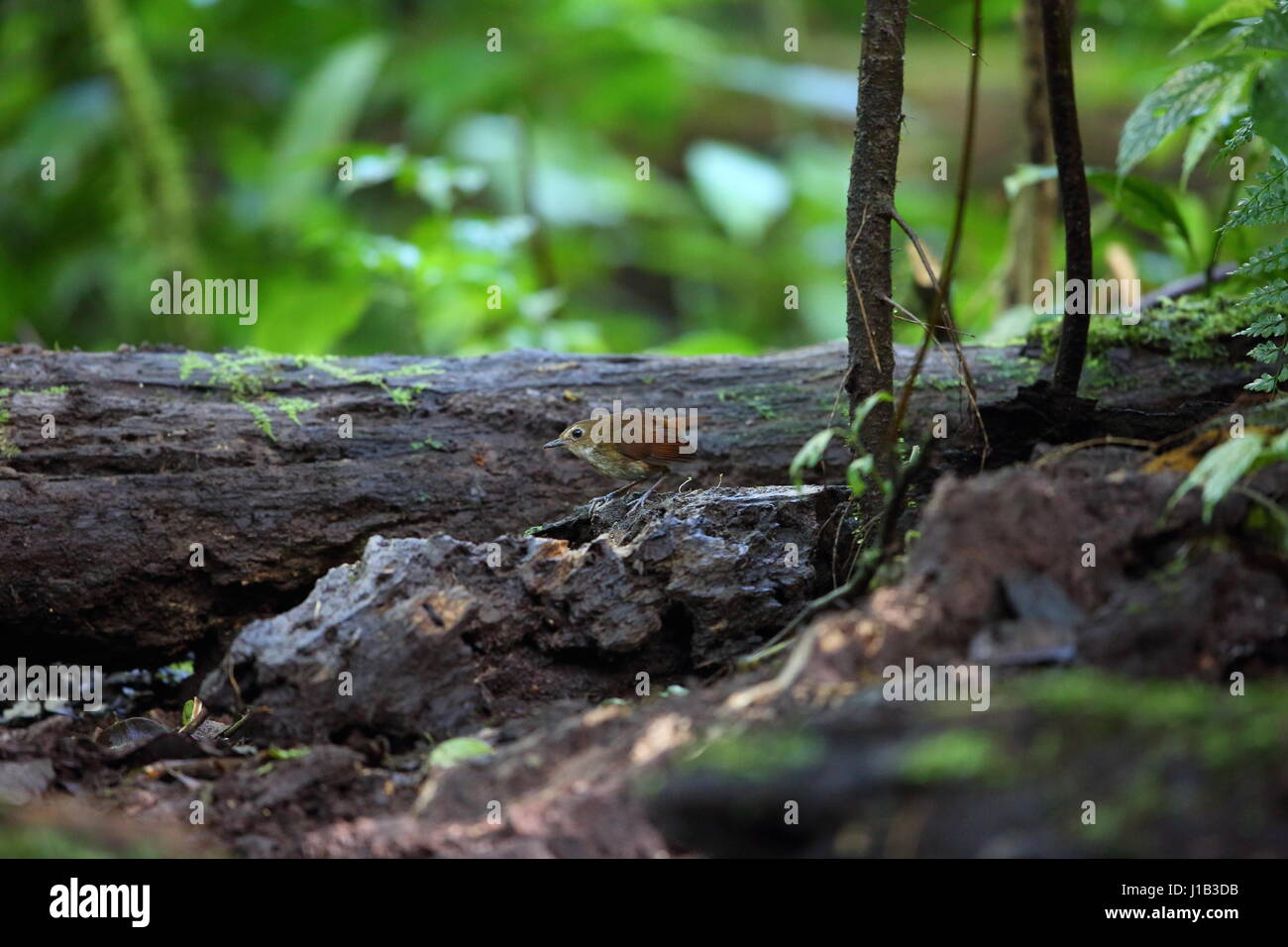 Lesser Shortwing (Brachypteryx leucophris) in Sumatra, Indonesia Stock ...