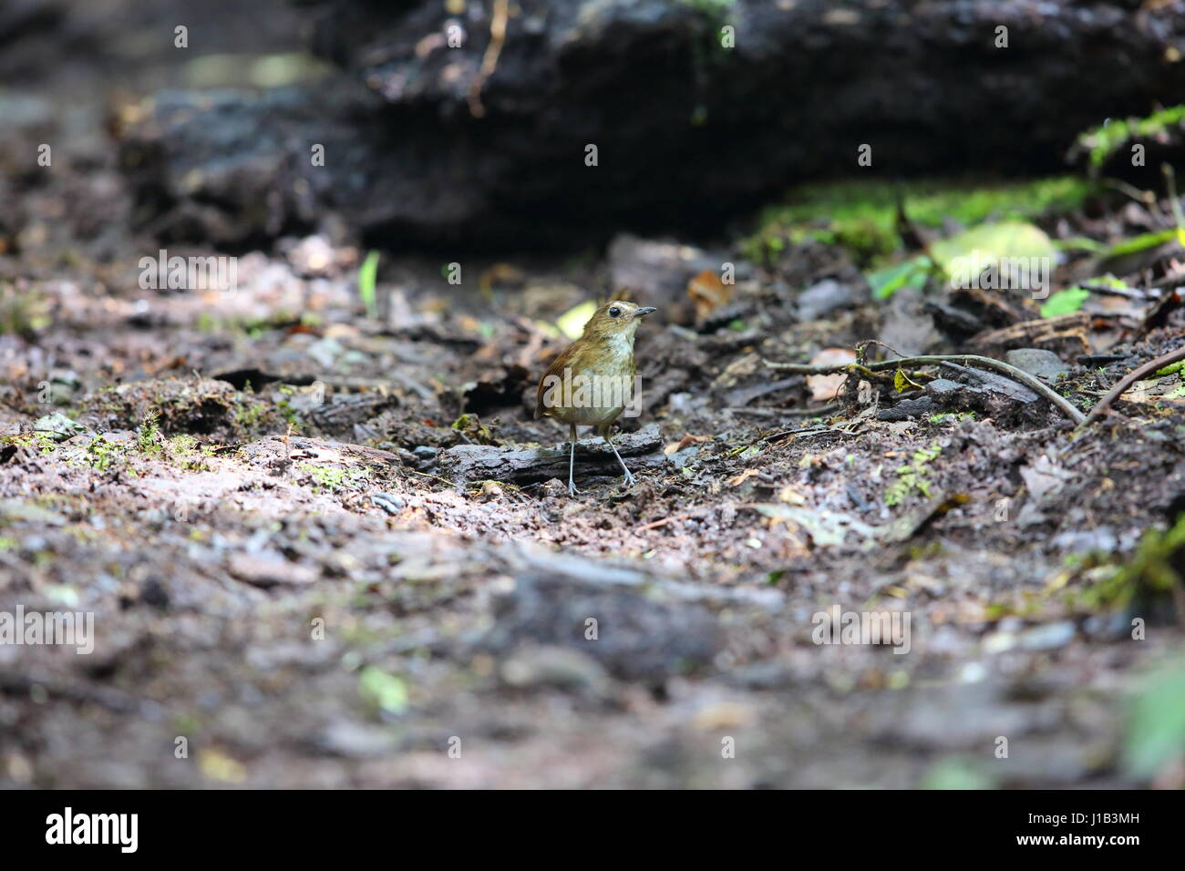 Lesser Shortwing (Brachypteryx leucophris) in Sumatra, Indonesia Stock ...