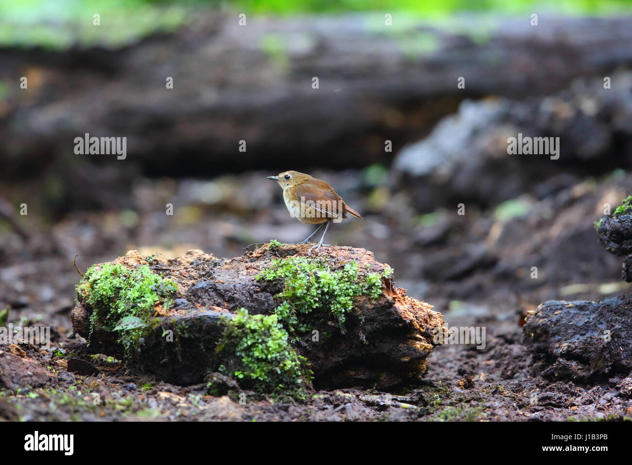 Lesser Shortwing (Brachypteryx leucophris) in Sumatra, Indonesia Stock ...