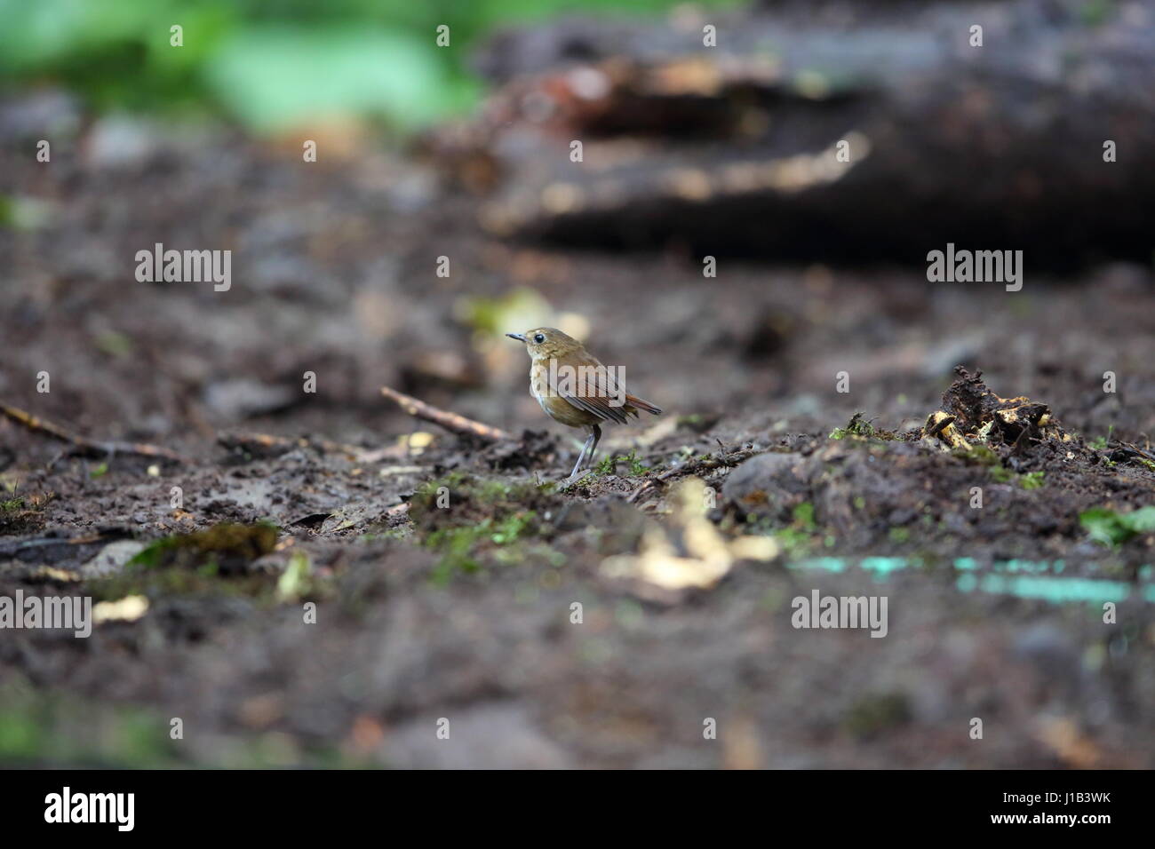 Lesser Shortwing (Brachypteryx leucophris) in Sumatra, Indonesia Stock ...