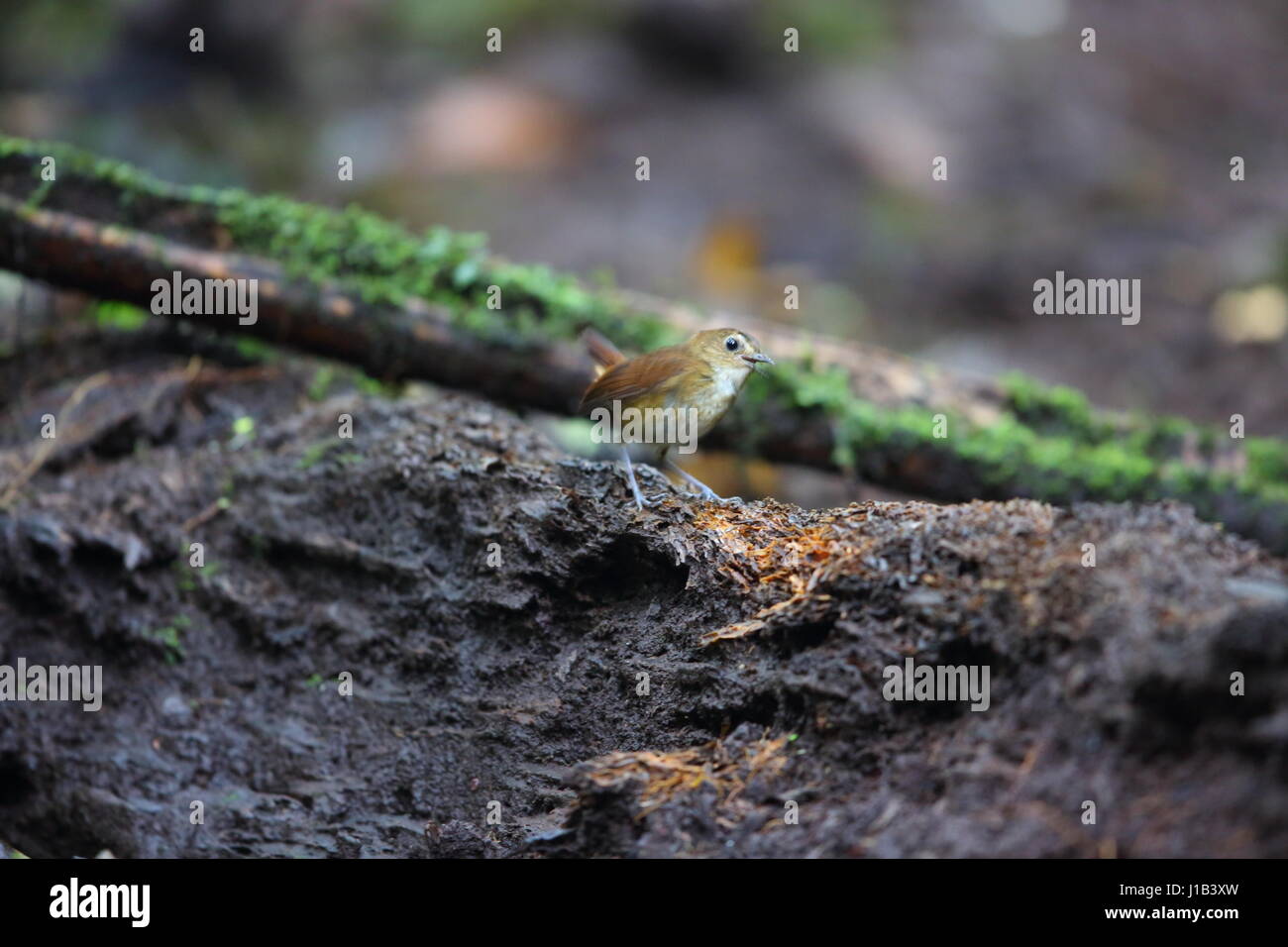 Lesser Shortwing (Brachypteryx leucophris) in Sumatra, Indonesia Stock ...