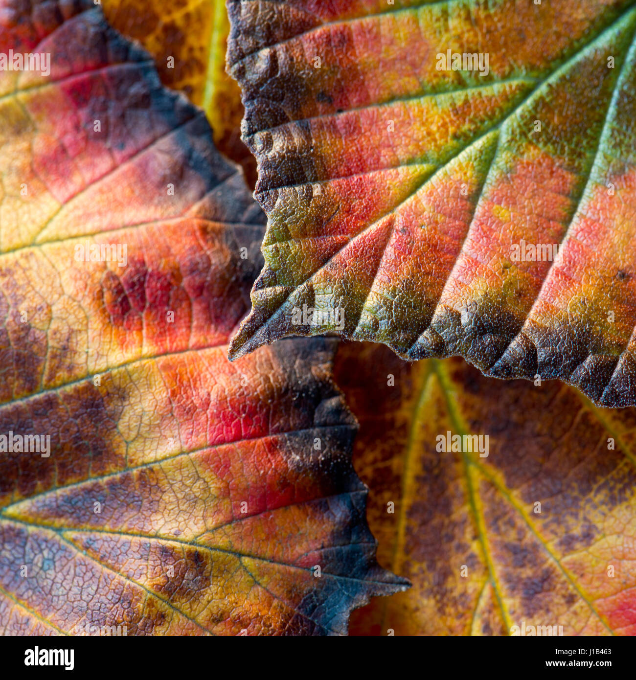 Close-up detailed pictureof witch hazel leaves showing autumnal ...