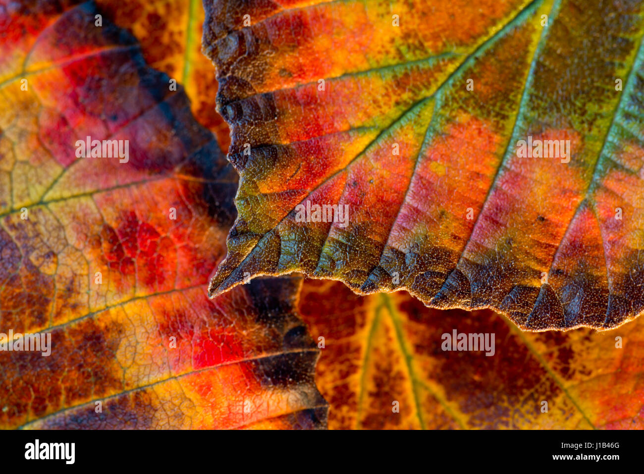 Close-up detailed pictureof witch hazel leaves showing autumnal ...