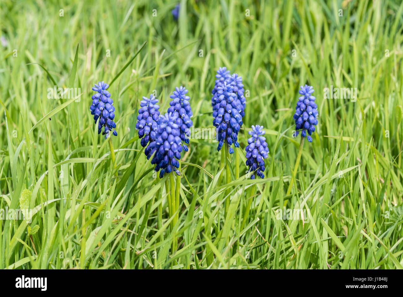 Blue Muscaria flowers in spring Stock Photo - Alamy