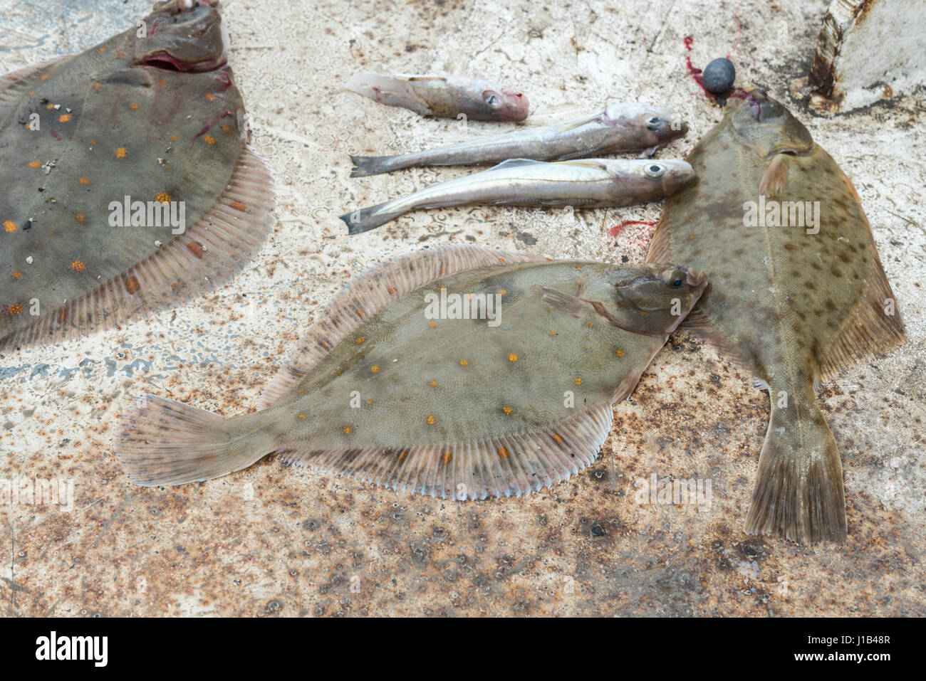 A fisherman's catch of Pollock (Pollachius pollachius) and Plaice ...