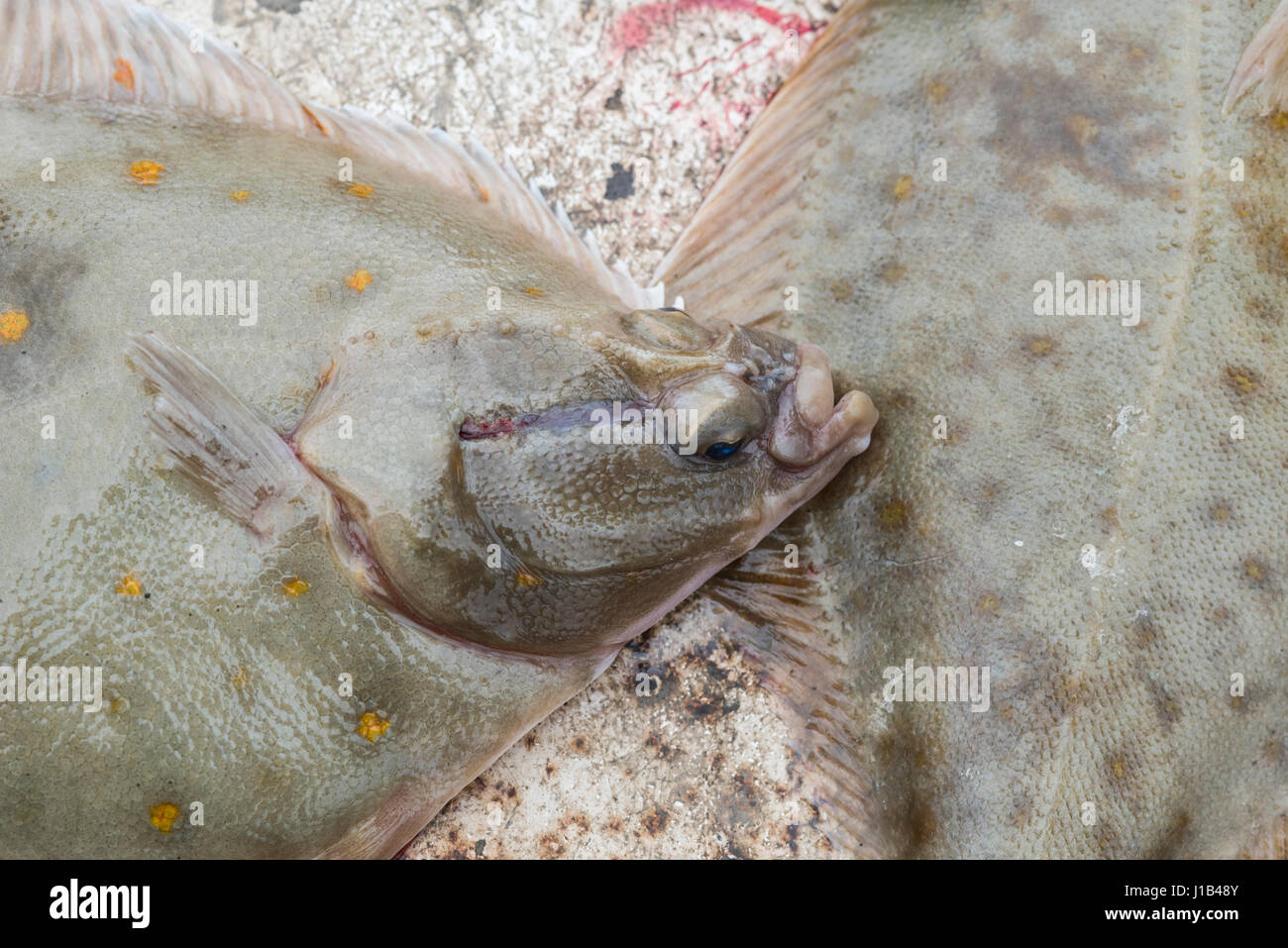 Plaice (Pleuronectes platessa), part of a fisherman's catch Stock Photo ...