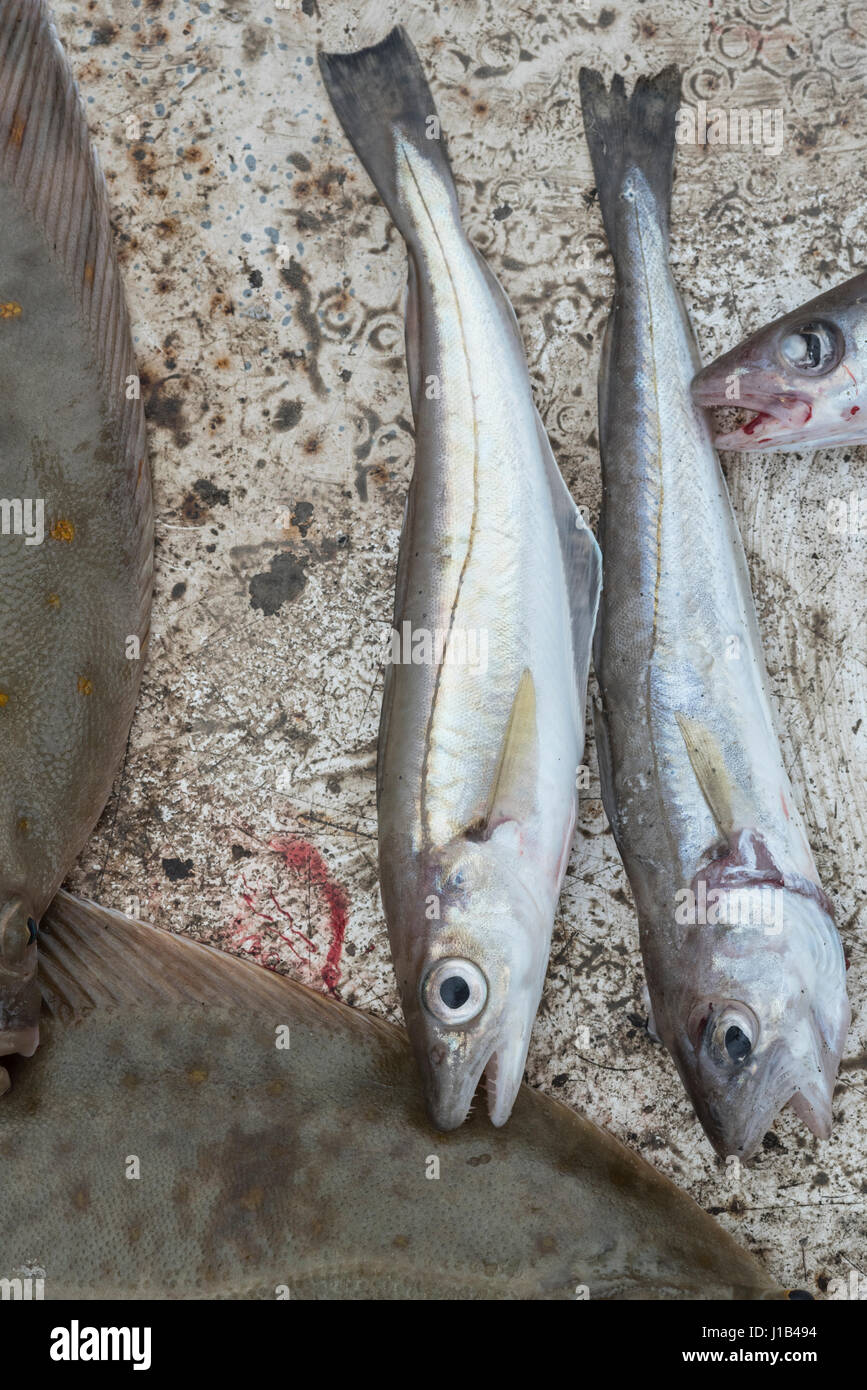 Two Pollack (Pollachius pollachius) part of a fisherman's catch Stock ...