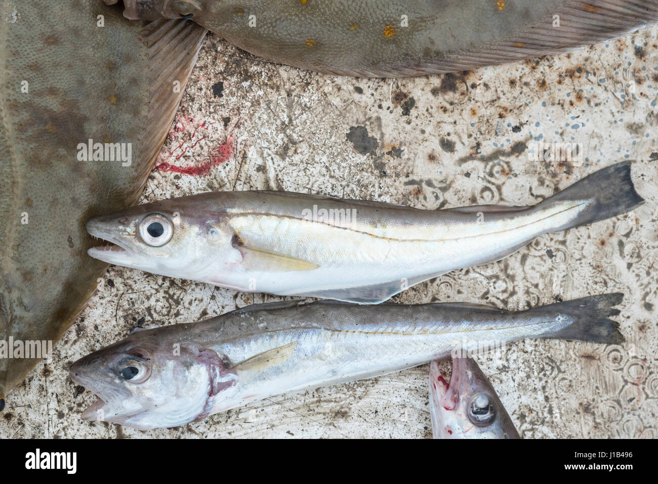 Two Pollack (Pollachius pollachius) part of a fisherman's catch Stock ...