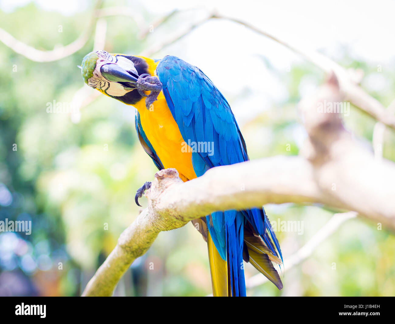 Bird scratching hi-res stock photography and images - Alamy