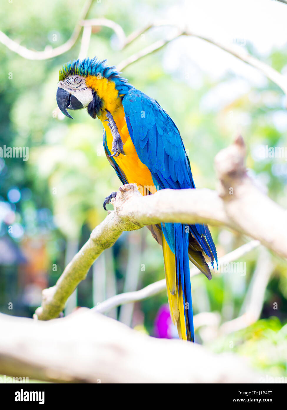 Colorful Macaw Bird Stock Photo - Alamy