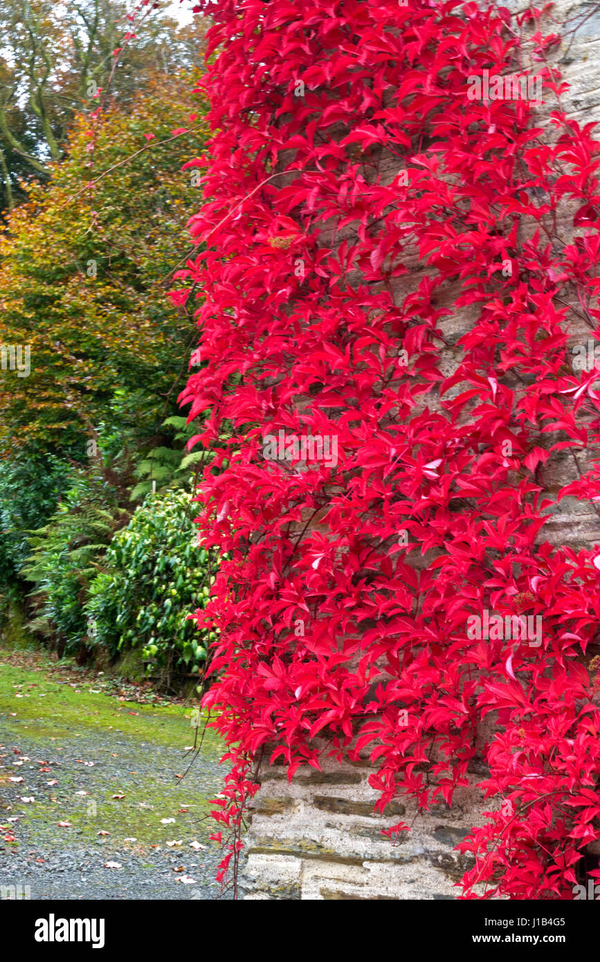 autumnal colours of the foliage in and around buildings in the village ...