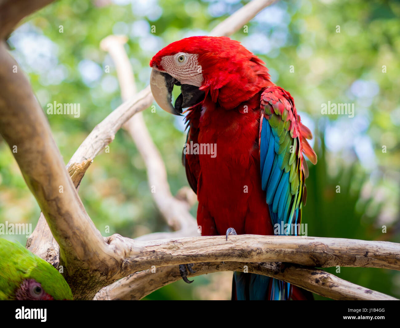 Colorful Macaw Bird Stock Photo - Alamy
